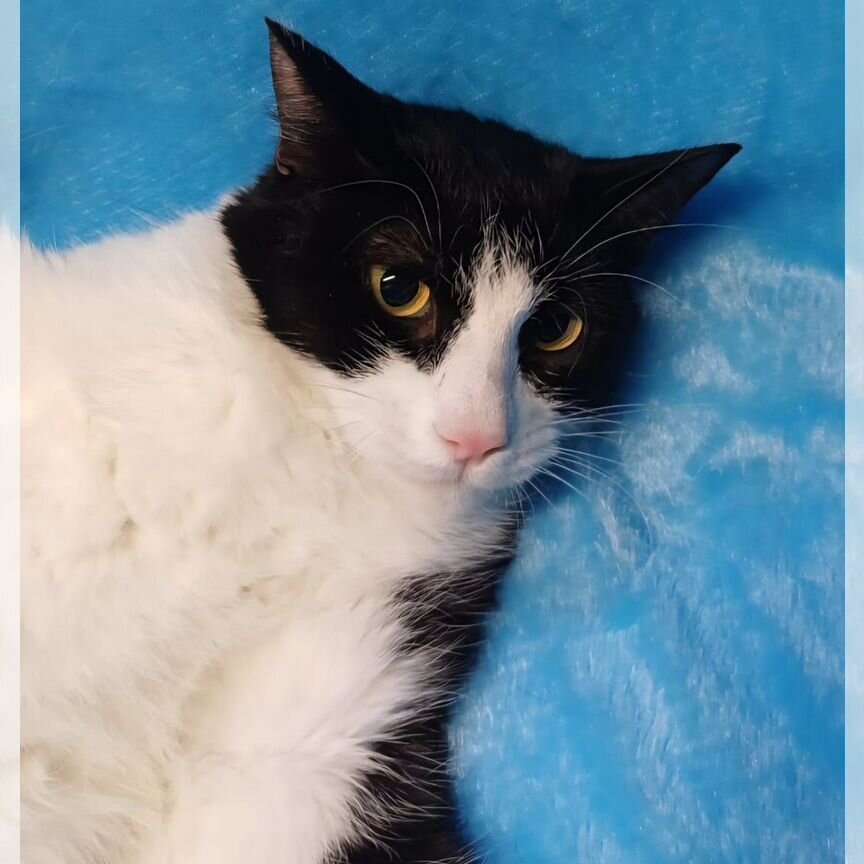 Взрослая, кошка в добрые руки