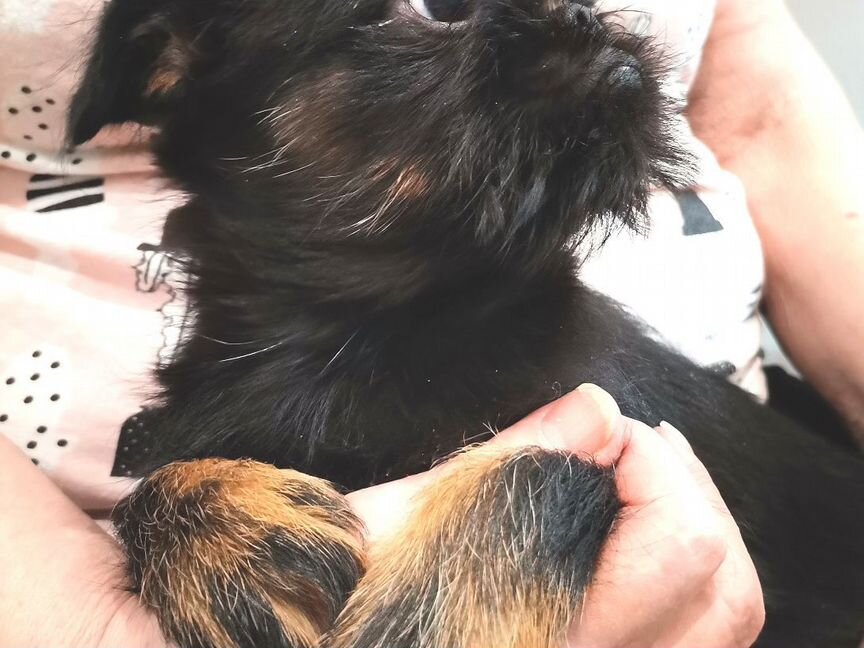 Щенок Бельгийского гриффона (домовёнок)