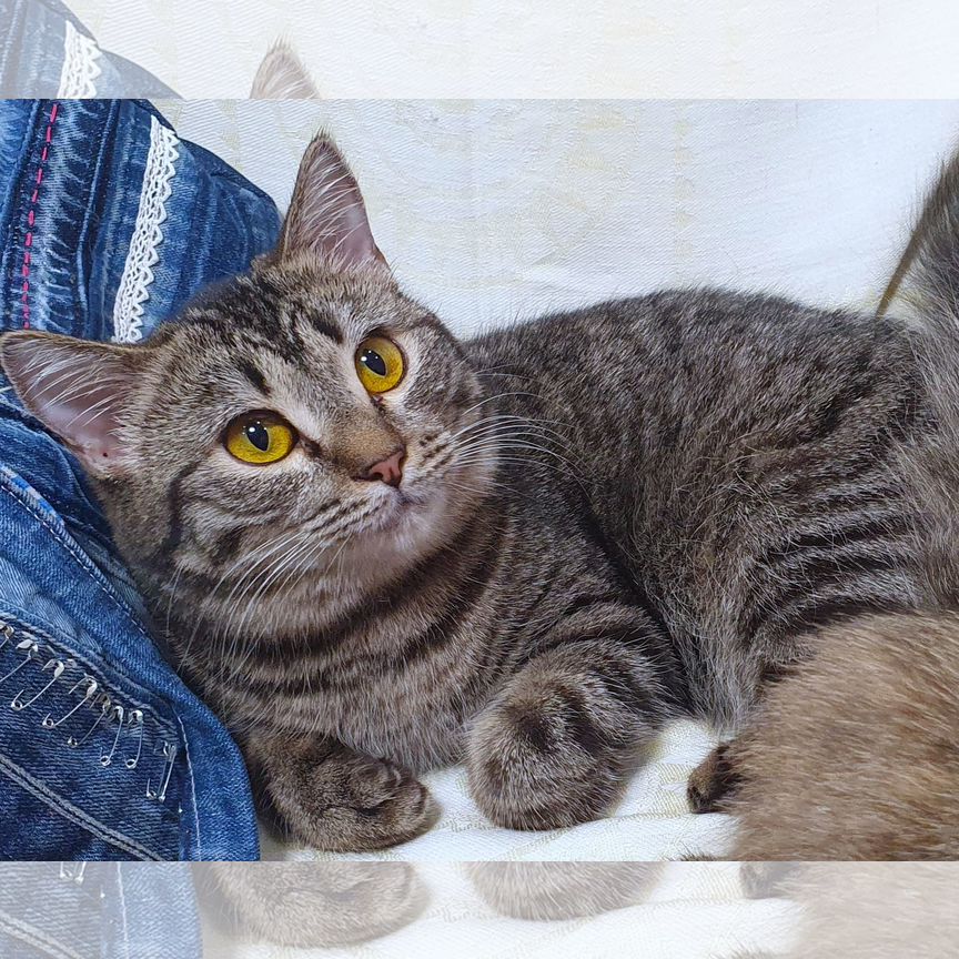 Взрослая, кошка в добрые руки