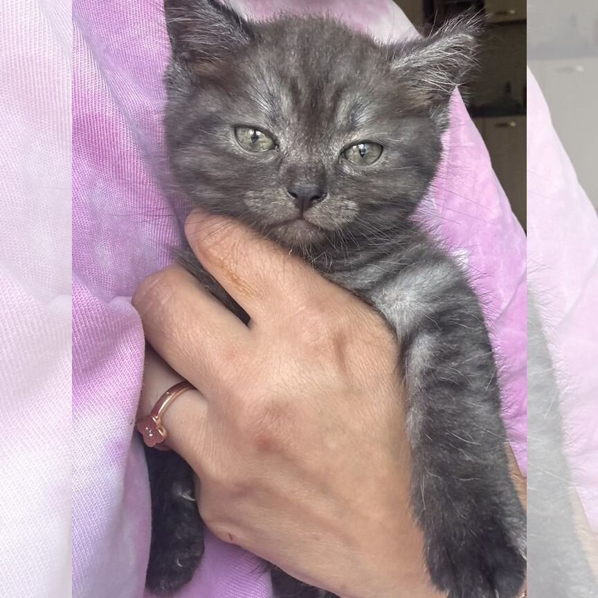 Британский короткошёрстный котёнок