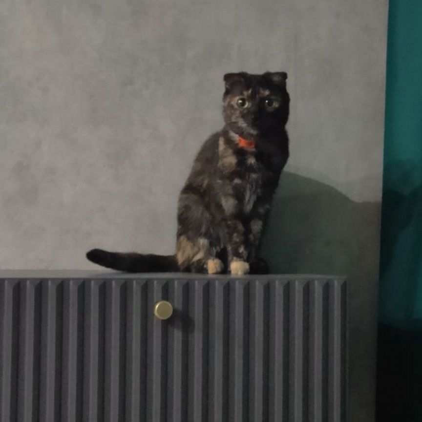 Кошка