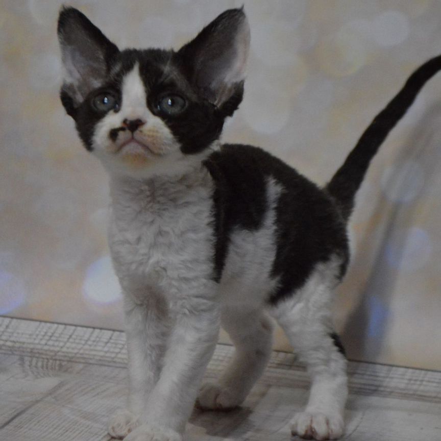 Девон-рекс котёнок