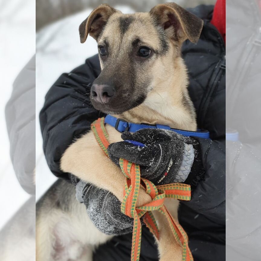 Небольшая собака, мальчик