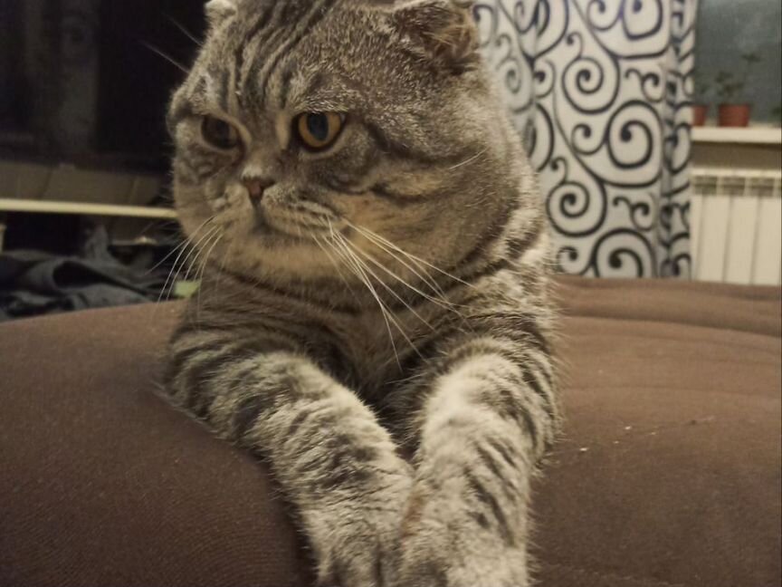 Британский кот вязка