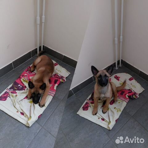 Бельгийская овчарка малинуа