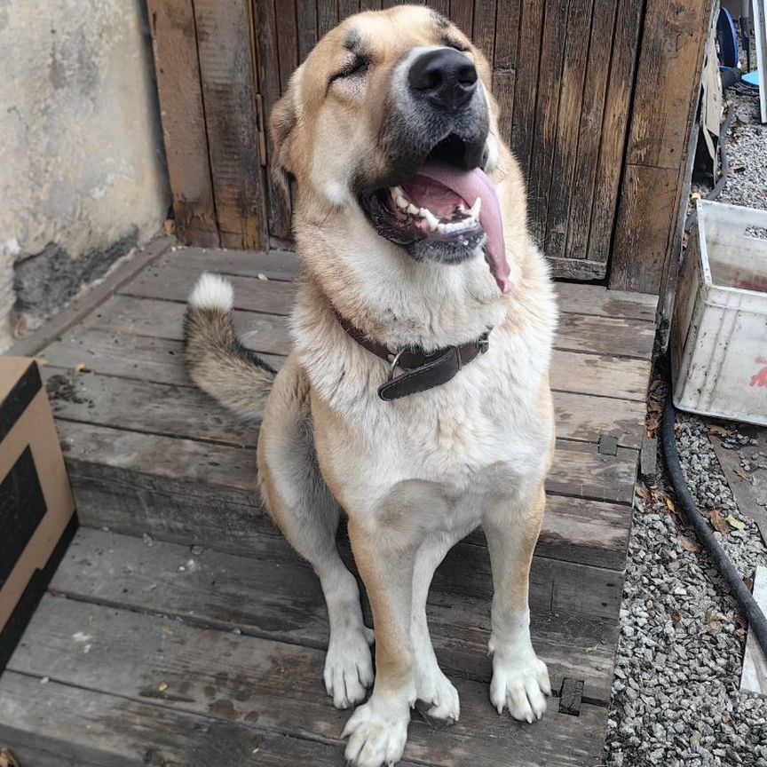 Взрослая собака в добрые руки