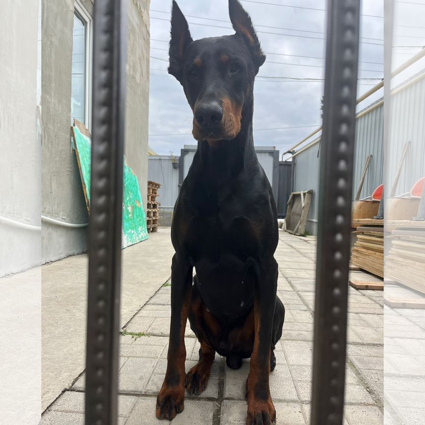 Доберман, взрослый пёс