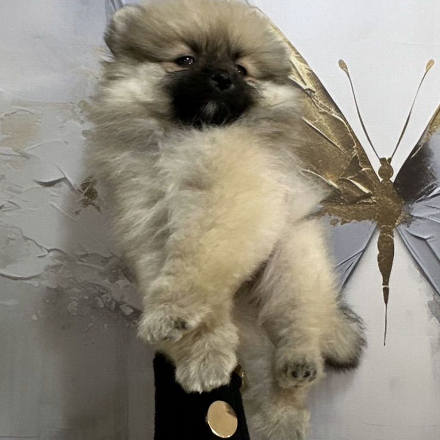 Померанский шпиц медвежьего типа