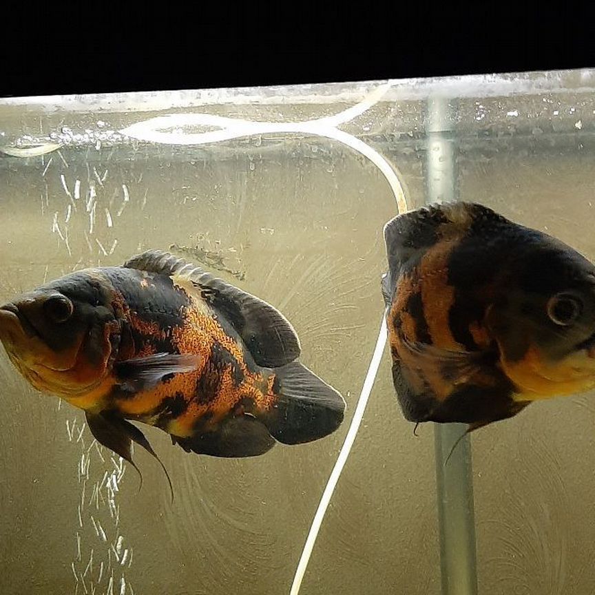 Астронотусы