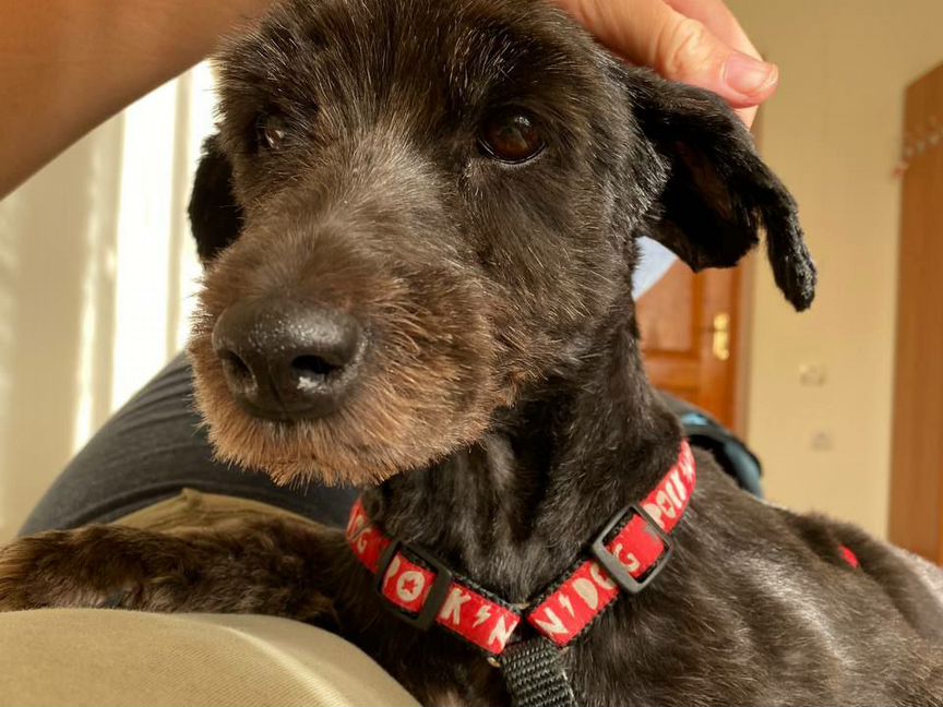 Прекрасная, милая, маленькая собачка