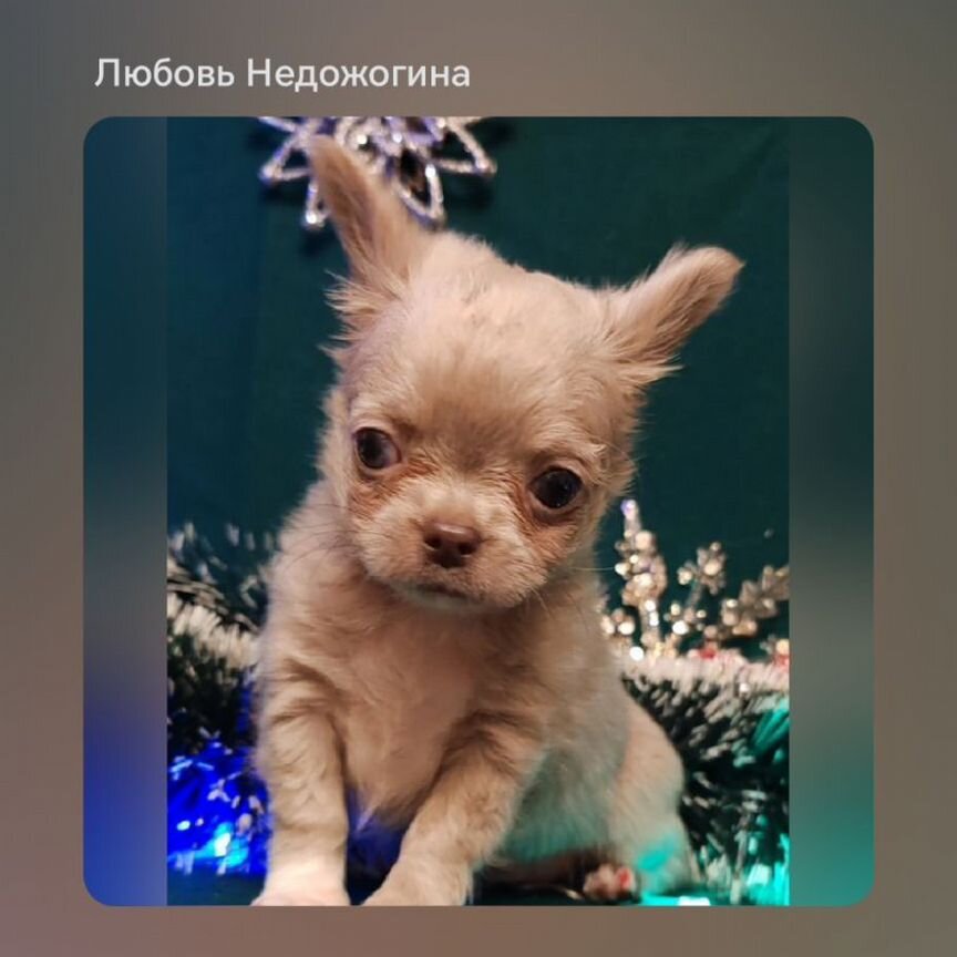 Крошка мрамор лиловый чихуахуа
