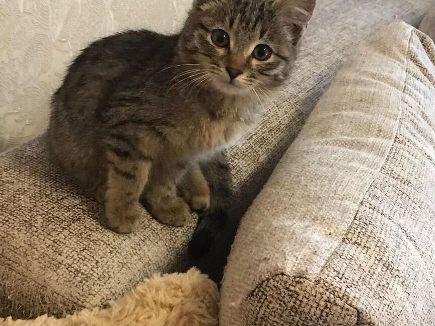 Котенок