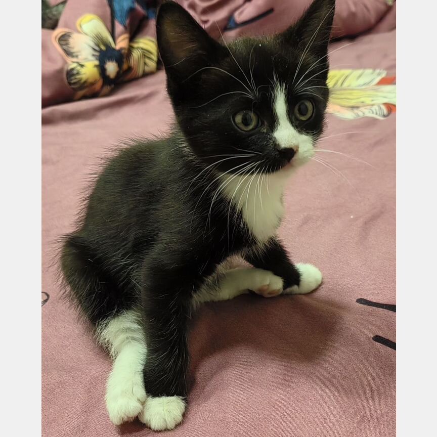 Котейка