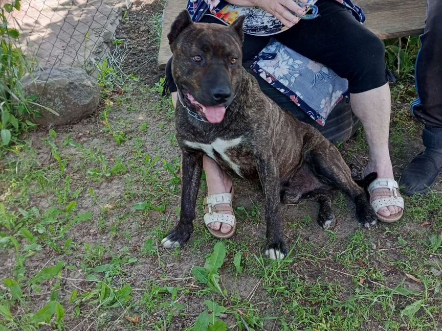 Амстафф вязка