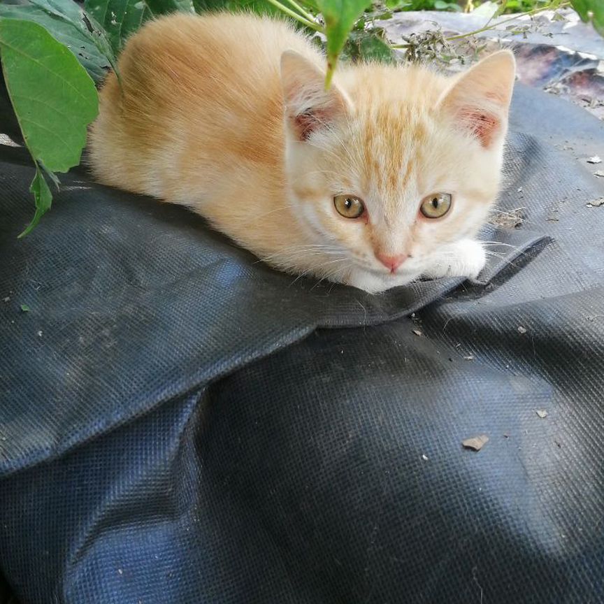 Котята охотники