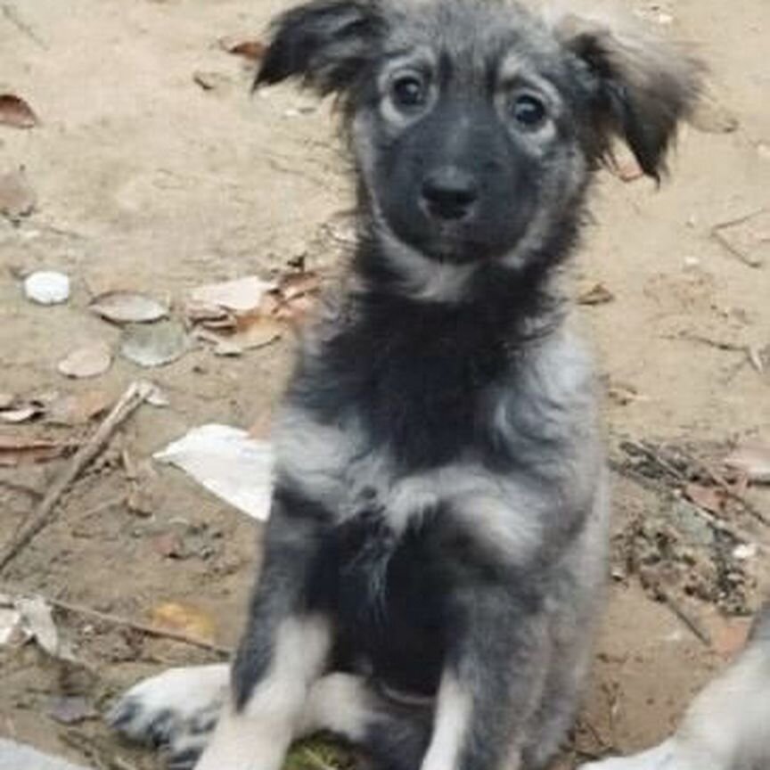 Щенок в добрые руки