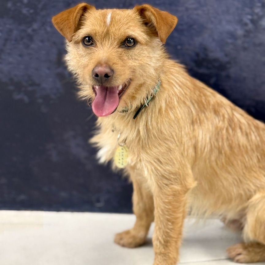 Взрослый пёс в добрые руки