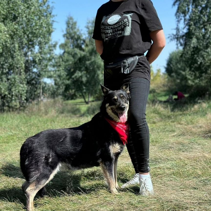 Добрая собака Руся в дар
