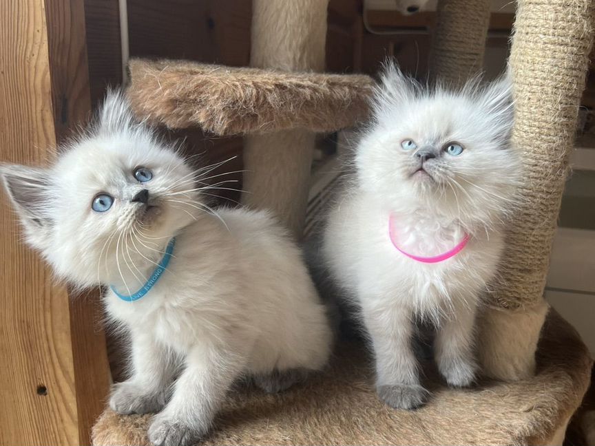 Персидские котята гималайского окраса