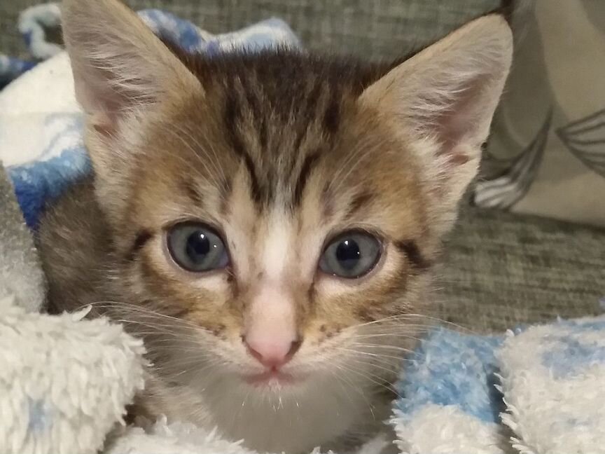 Котенок - талисман