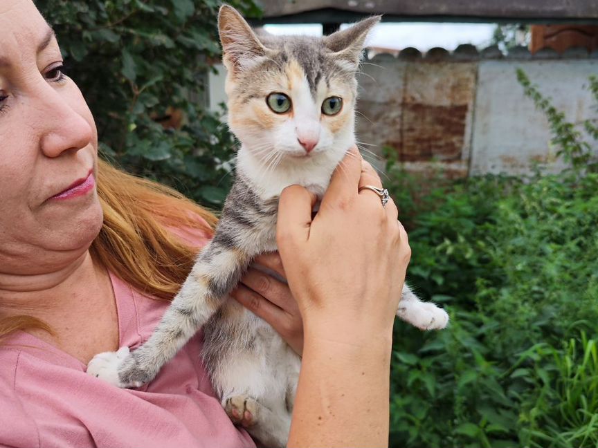 Котята в добрые руки бесплатно