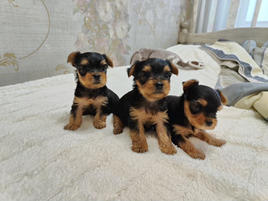 Йоркширский терьер щенки
