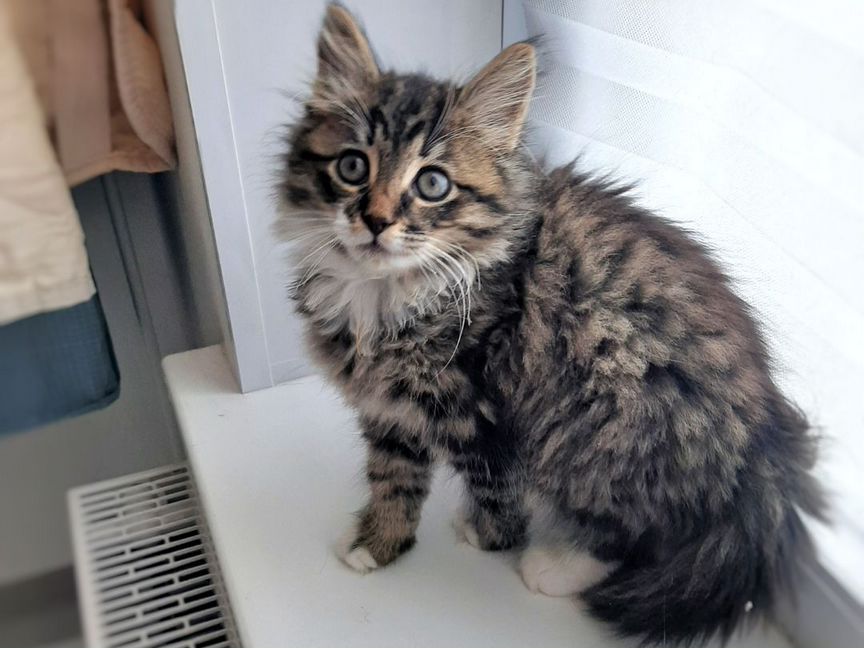 Очень милый и хороший котенок мальчик