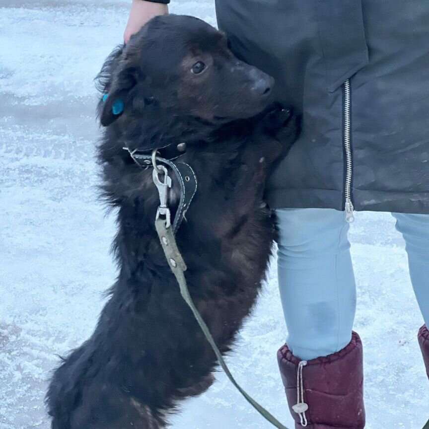 Небольшой коротколапый пёсик, 3 года