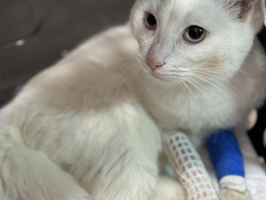 Кошка