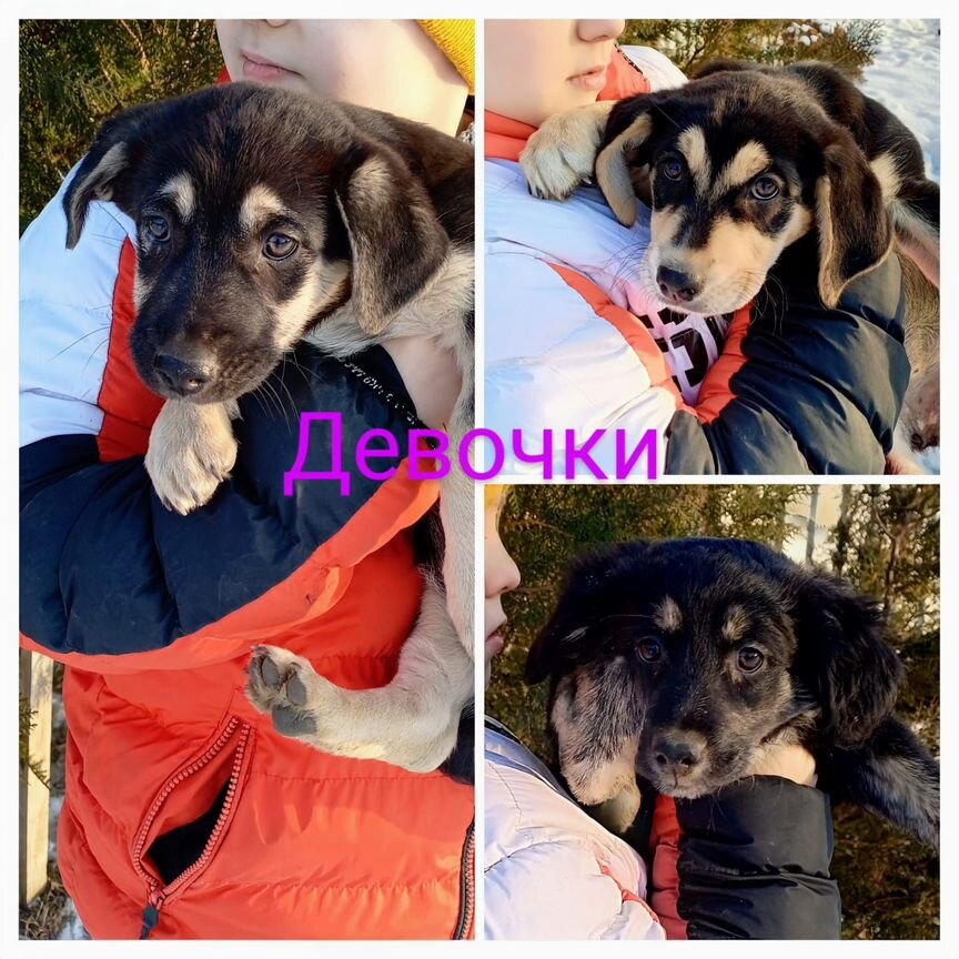 Щенок в добрые руки