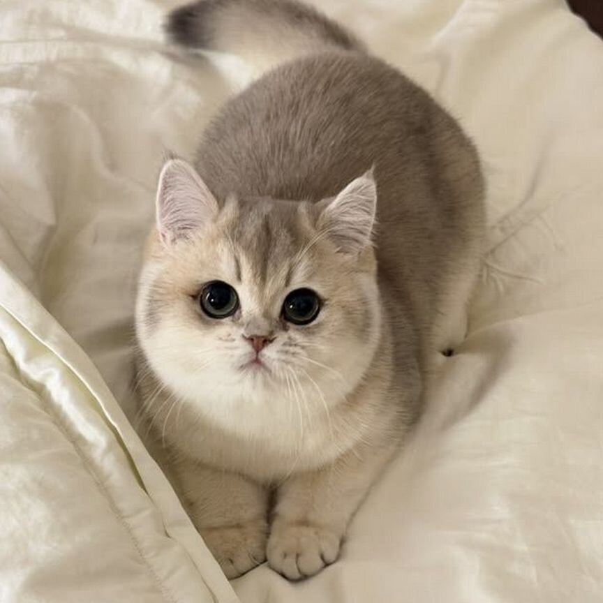 Британский короткошёрстный котёнок