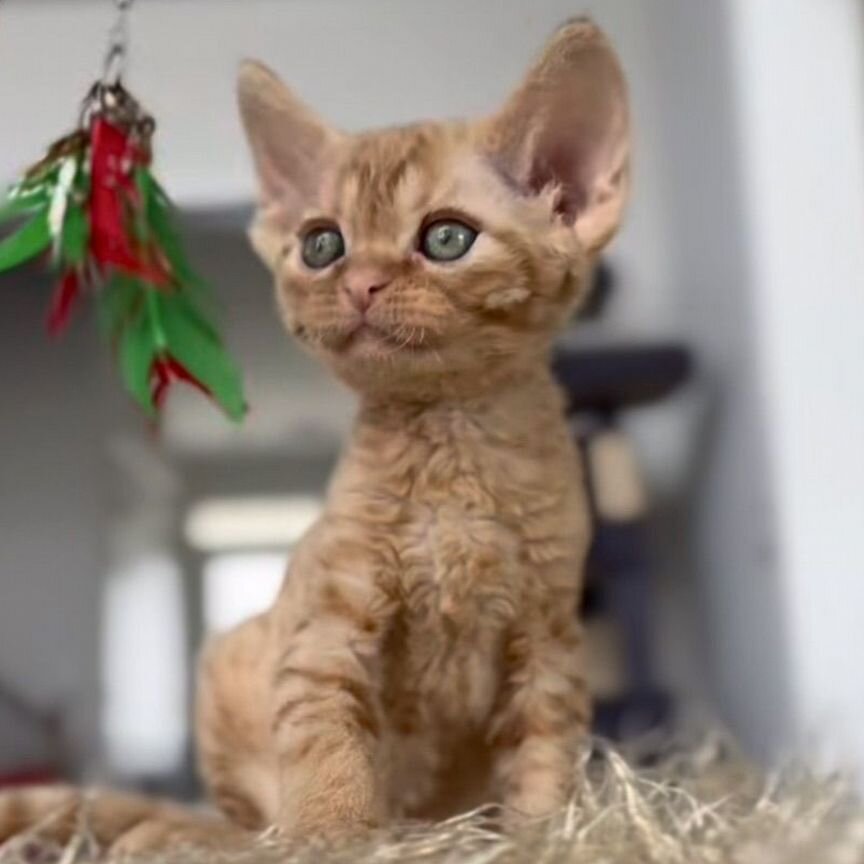 Девон-рекс котёнок