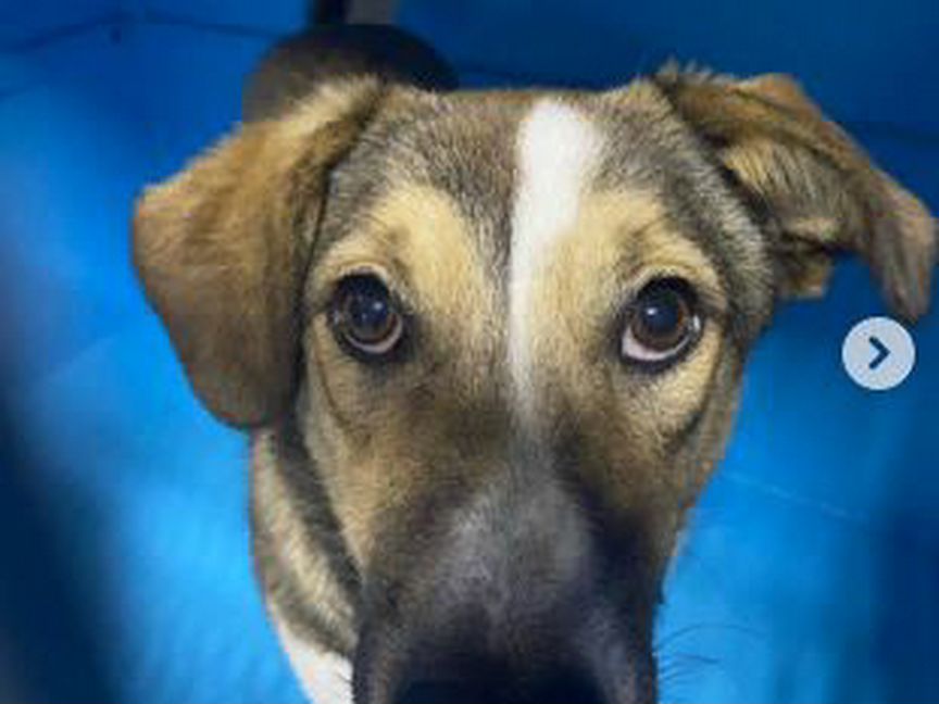 Собачка Мандаринка под Новый год отправляется на у