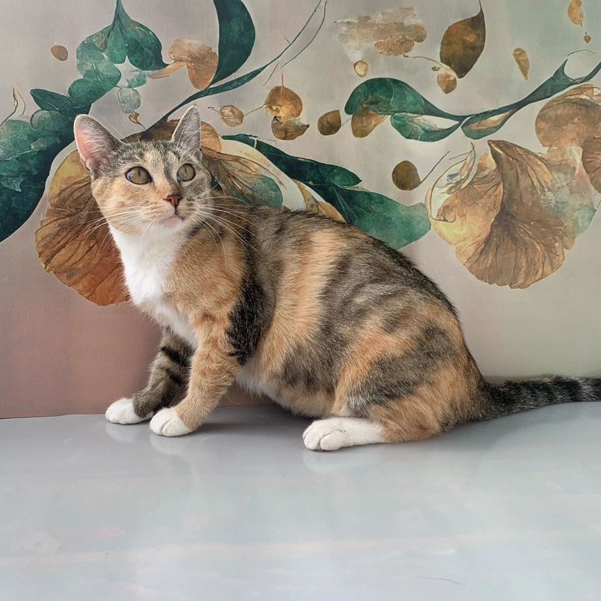 Кошка - золотая осень