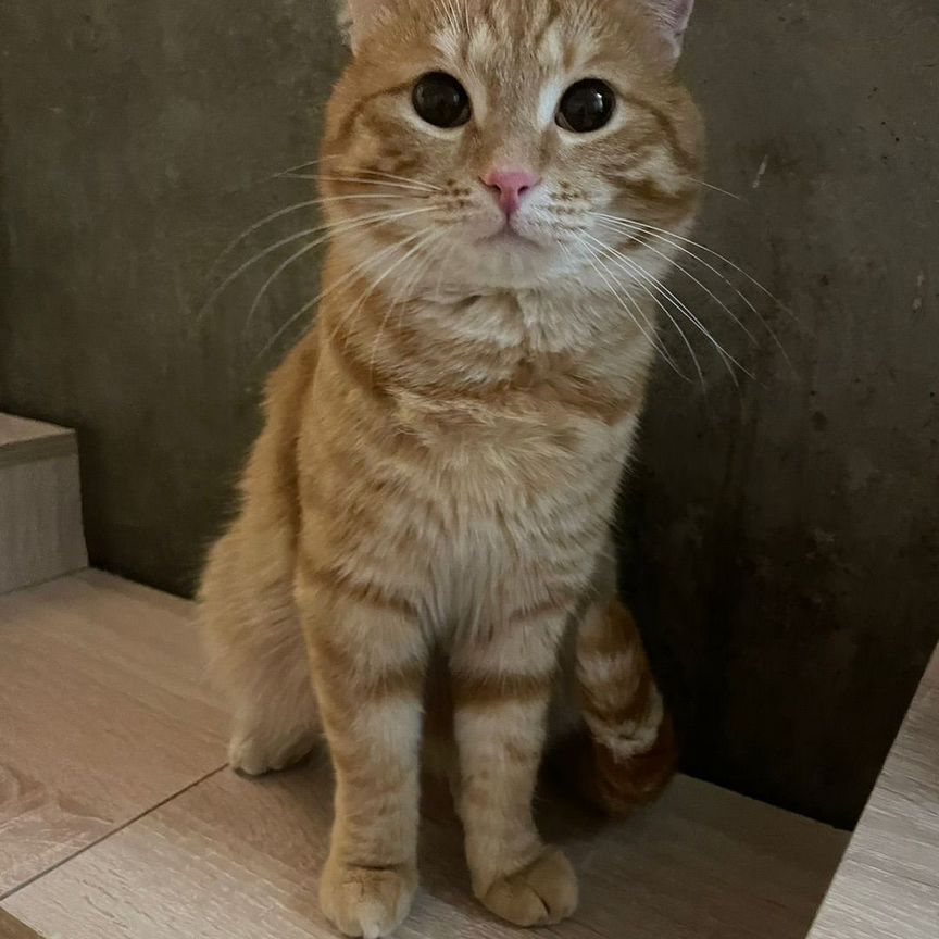 Котик в добрые руки