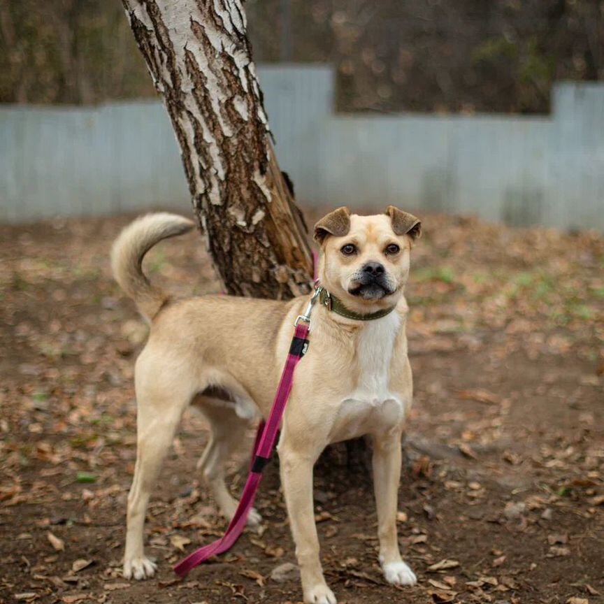 Мелкий пёс мёрзнет в приюте, ищем ему дом