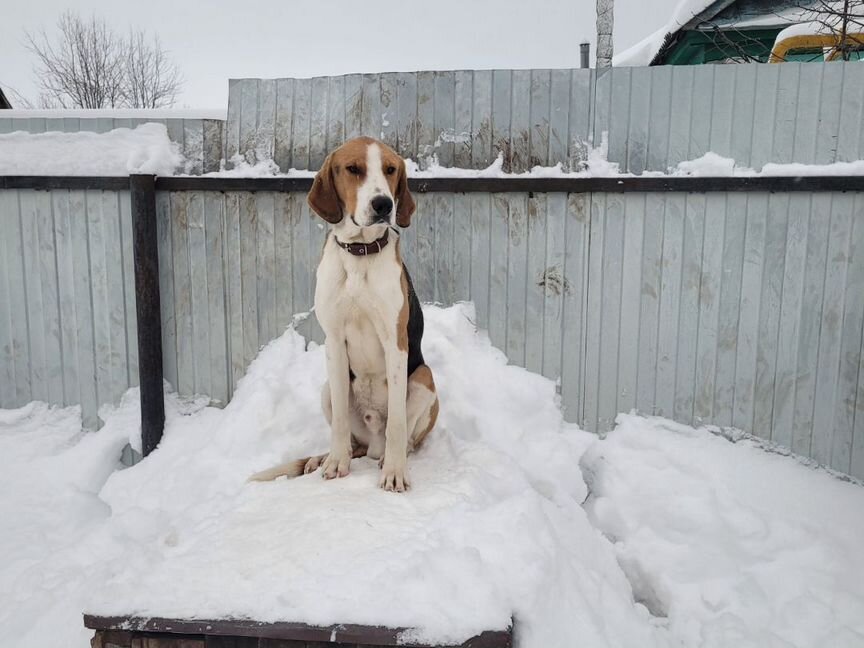Вязка. Русская пегая гончая