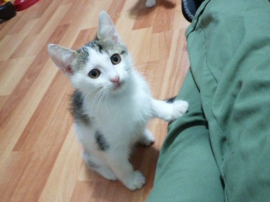 Котенок " Арчи" игривый, 2.5 года