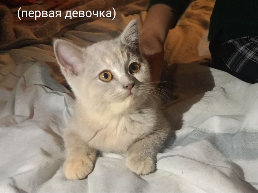 Кошечки хотят в добрые руки