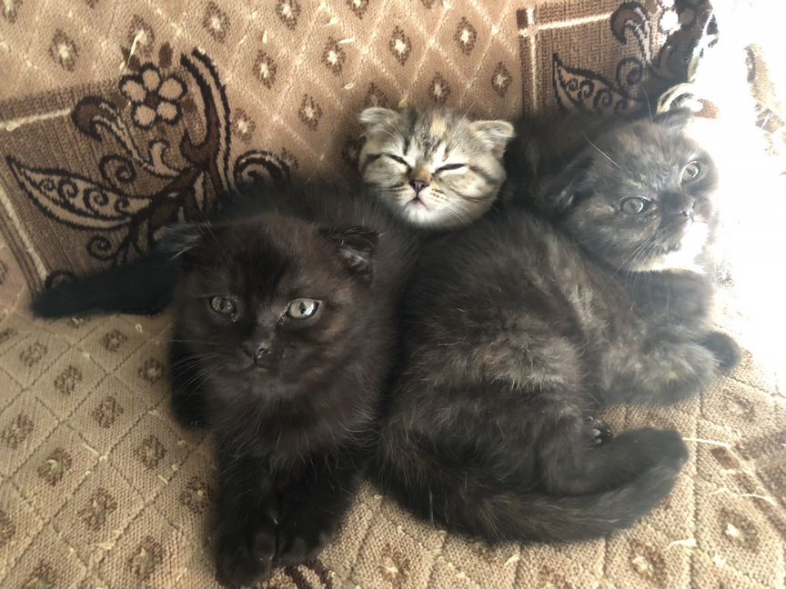 Шотландская вислоухая кошка