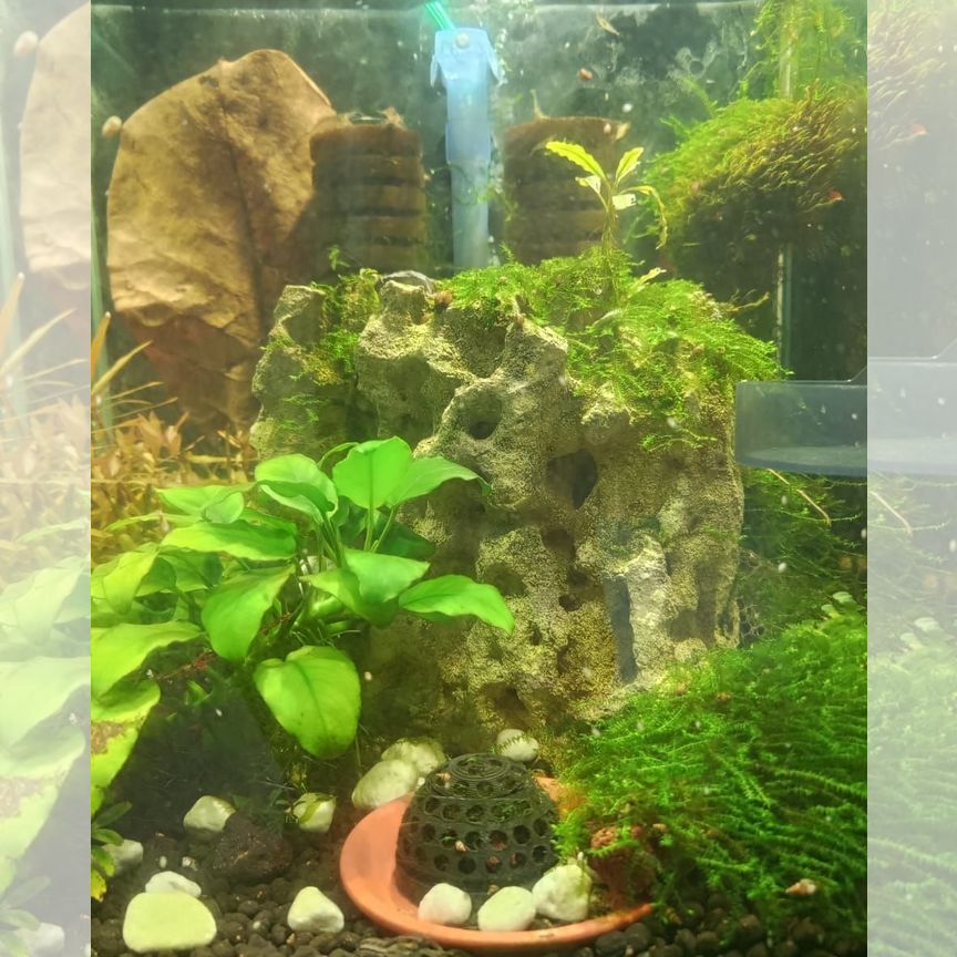 Аквариумные растения