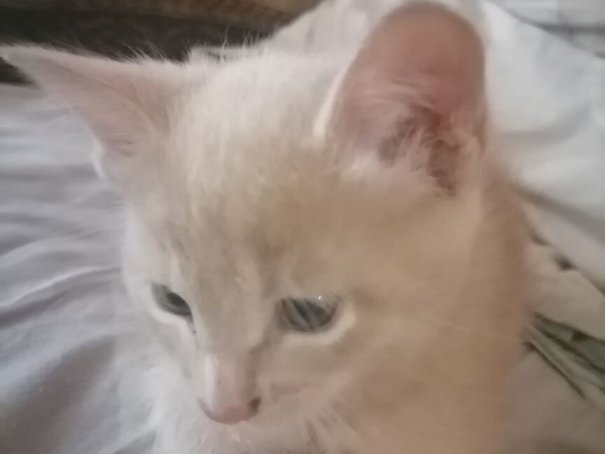 Отдам котят от домашней кошки. Возможна доставка