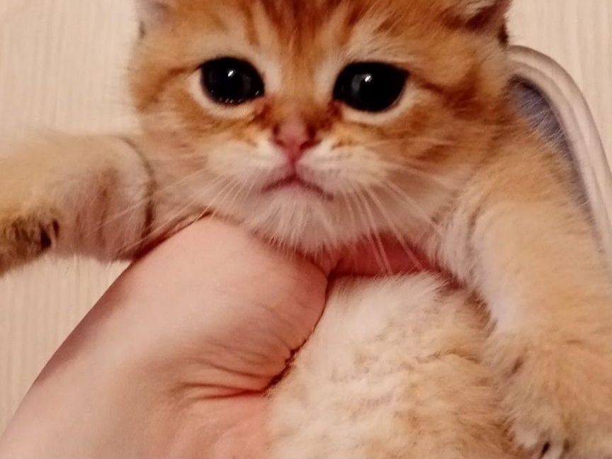 Шотландские яркие котодетки