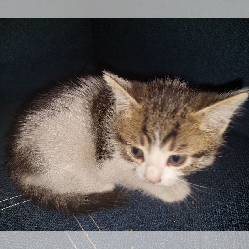 Котенка в добрые руки даром бесплатно