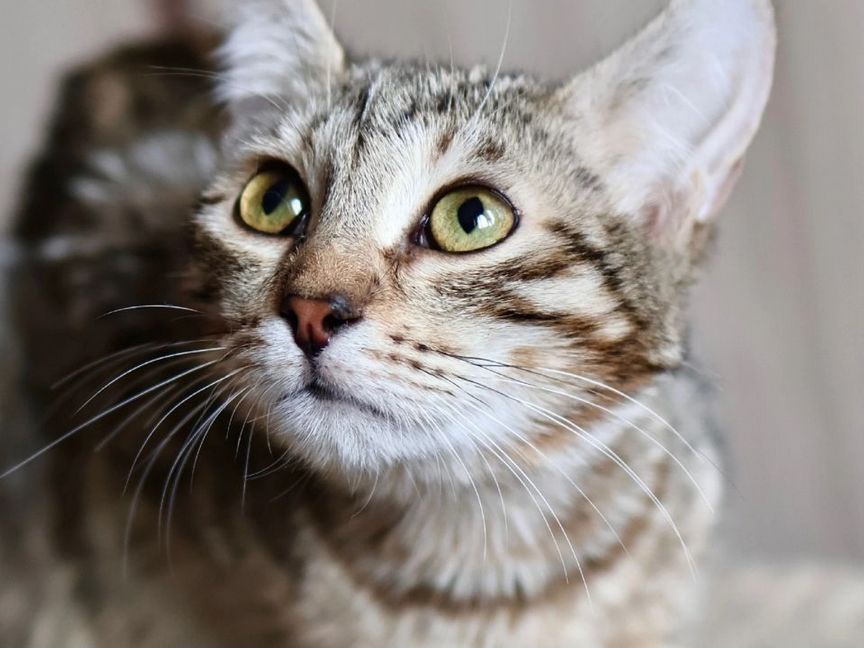 Котенок Умка ищет дом