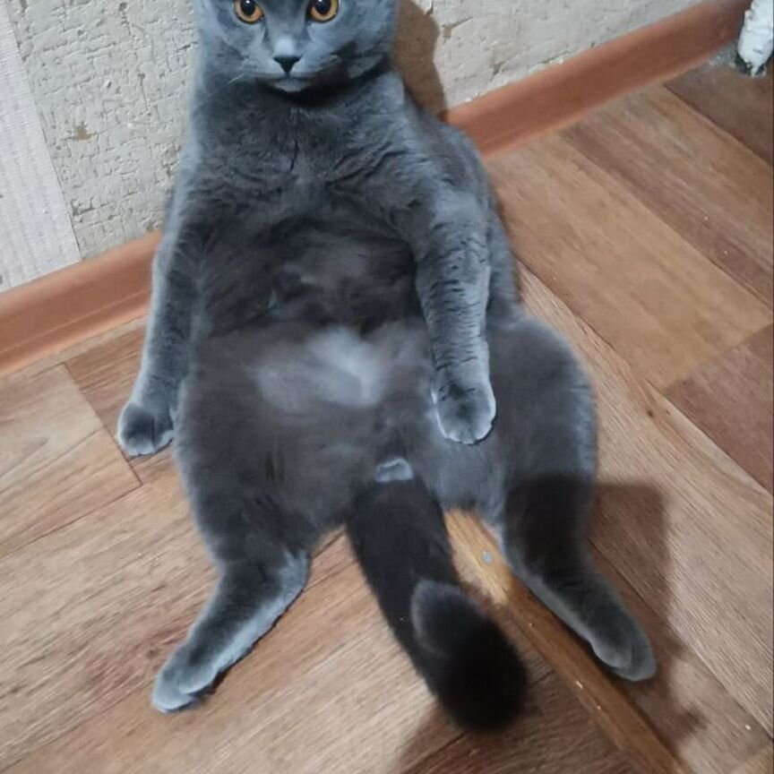 В добрые руки