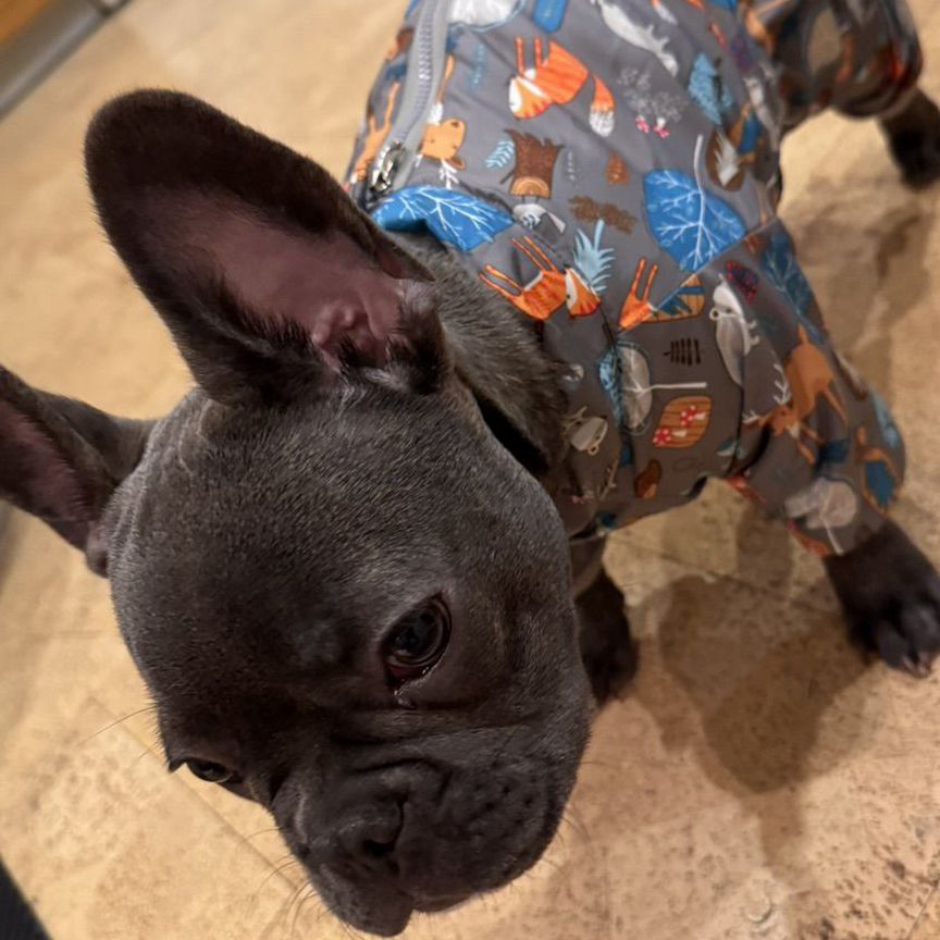 Одежда для собак