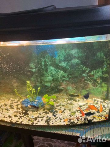 Аквариум
