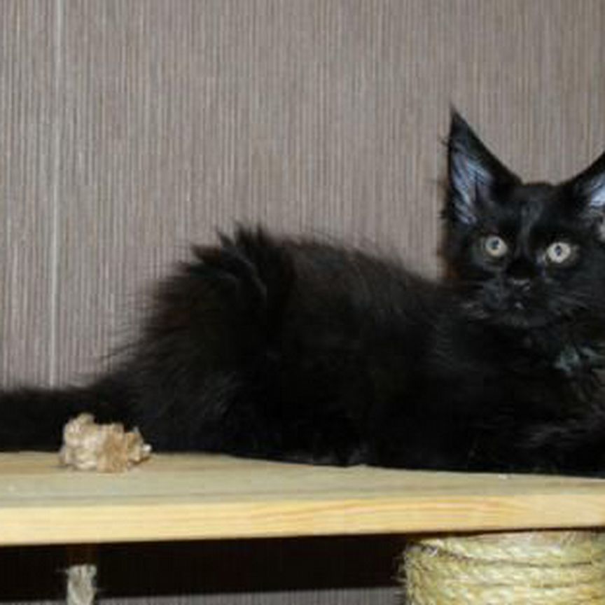 Котенок черный мальчик