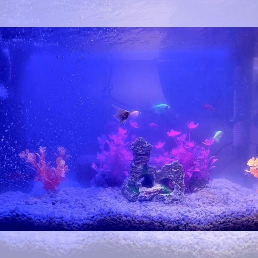 Аквариум с рыбками